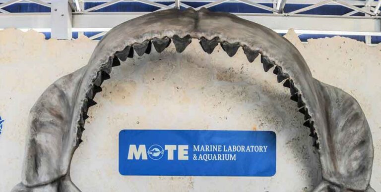 Indoor Oceans: Mote Marine Laboratory and Aquarium - Tropical Travel Girl