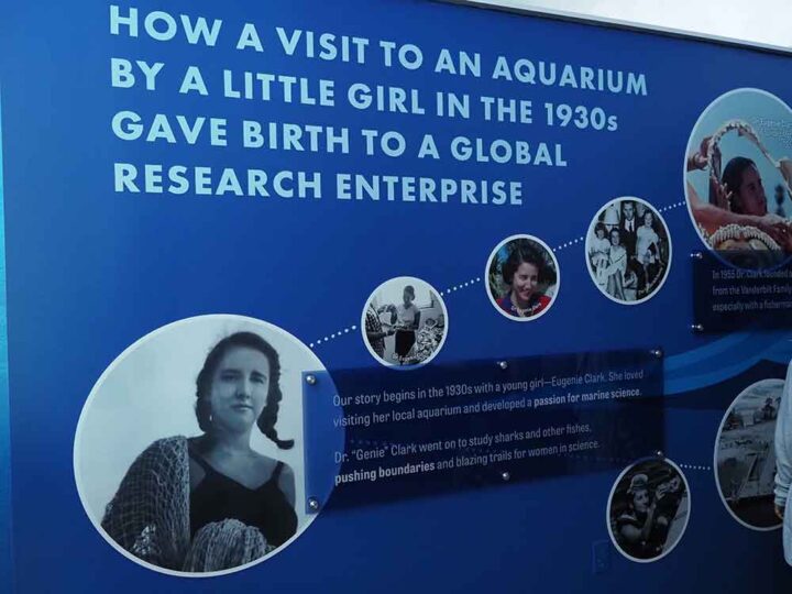 Indoor Oceans: Mote Marine Laboratory and Aquarium - Tropical Travel Girl